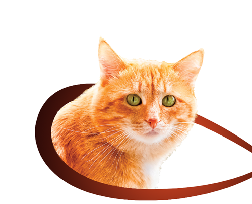 Consumer Cat – ParaDefense